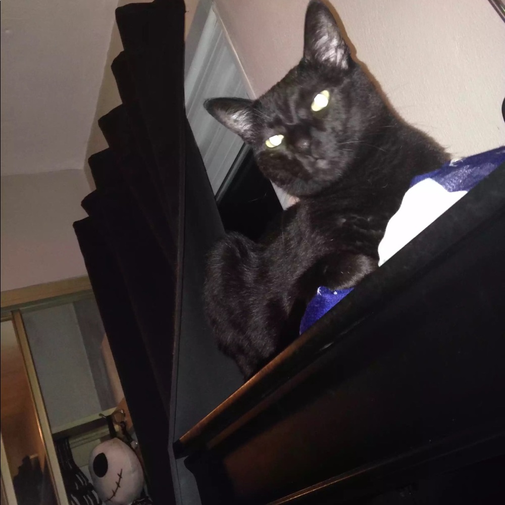 My Black Kitty Gem